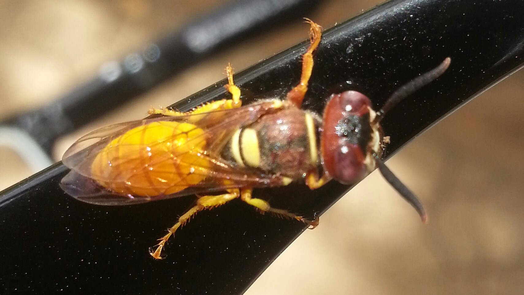 Beewolves Philanthus spp. - Sudanng