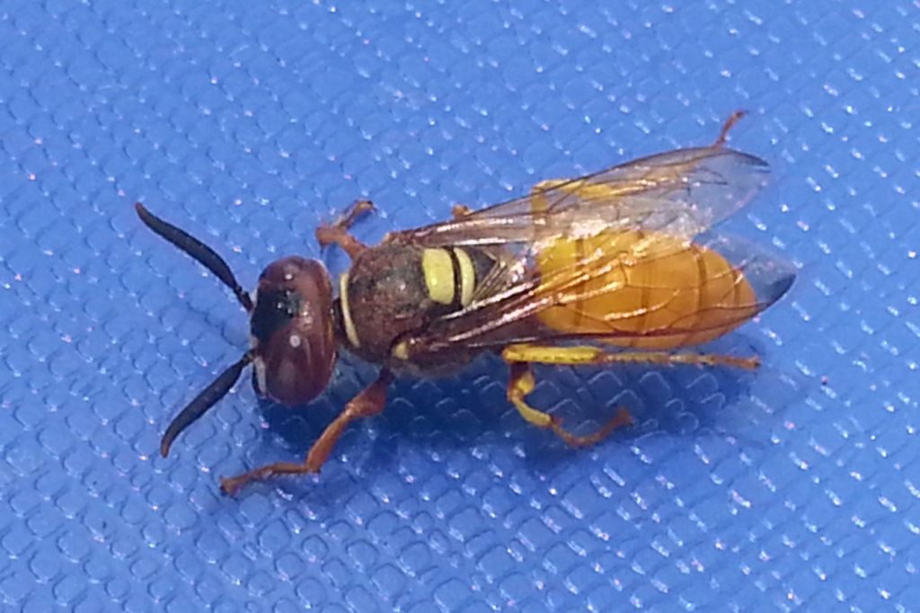 Beewolves Philanthus spp. - Sudanng