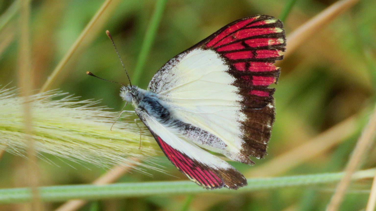 Magenta Tip Colotis celimene – Sudanng